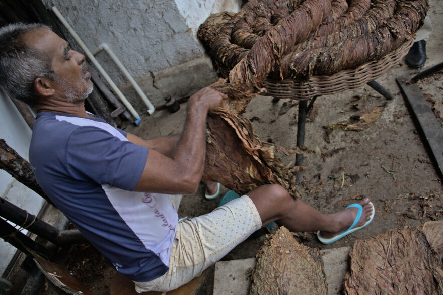 Como vivem os plantadores de fumo de rolo em Alagoas