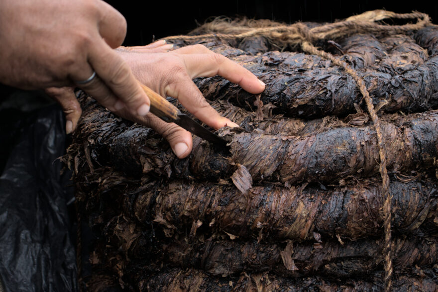 Como vivem os plantadores de fumo de rolo em Alagoas