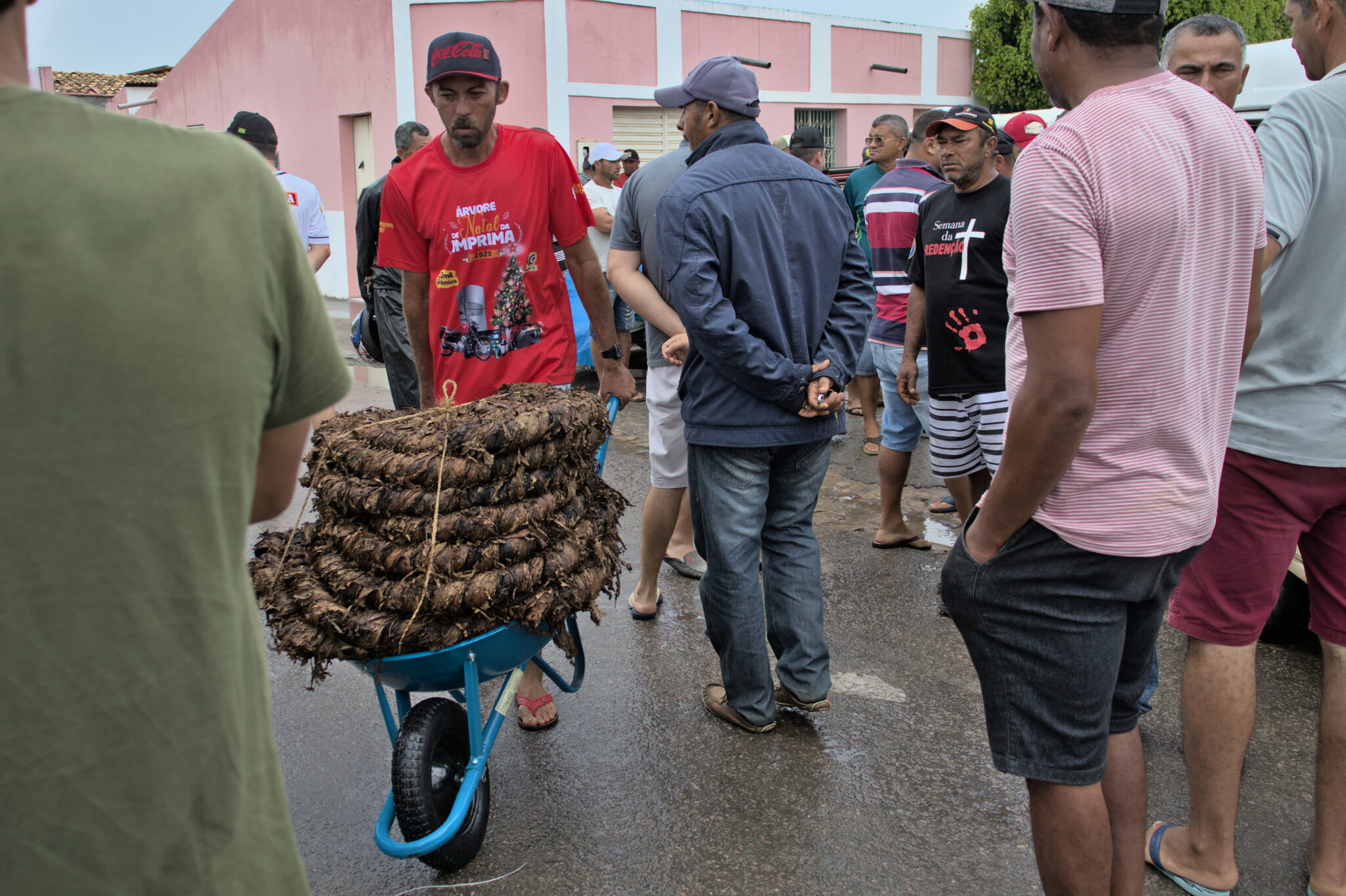 Como vivem os plantadores de fumo de rolo em Alagoas