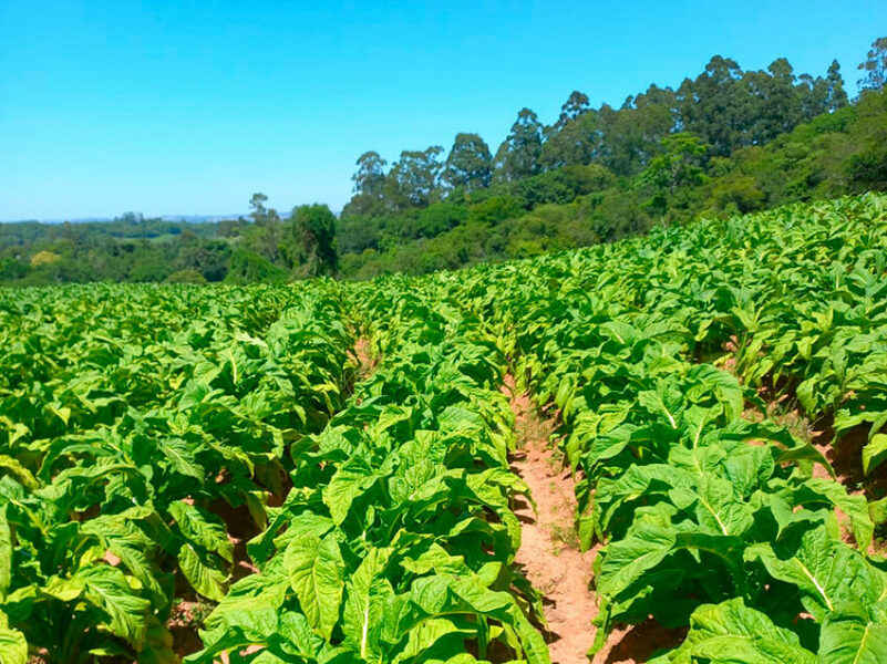 Sofrimento para agricultores, abraços aos ‘amigos’, tabaco é problema ...