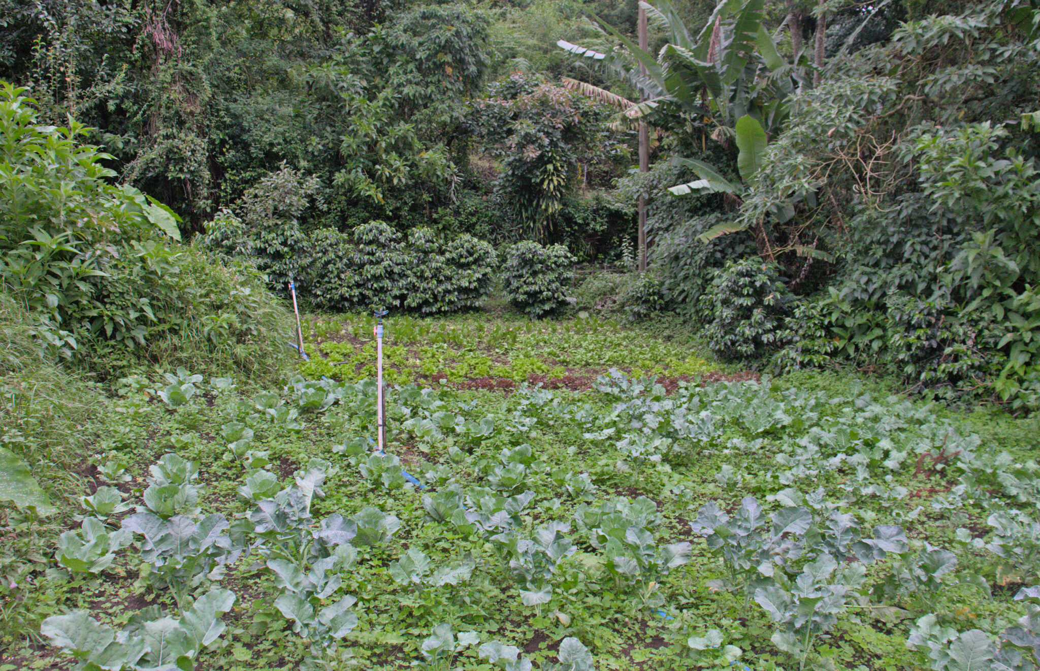ZGUIOTTO: De onde vem a comida do seu prato?