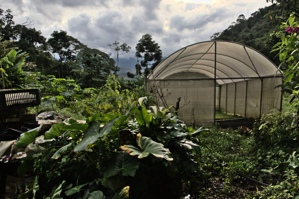 ZGUIOTTO: De onde vem a comida do seu prato?